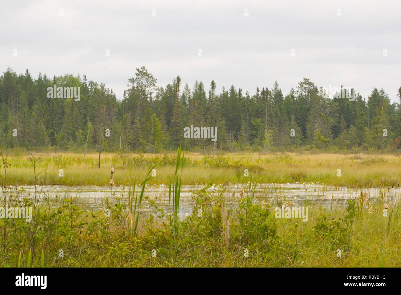 Seney National Wildlife Refuge, Michigan Stock Photo - Alamy