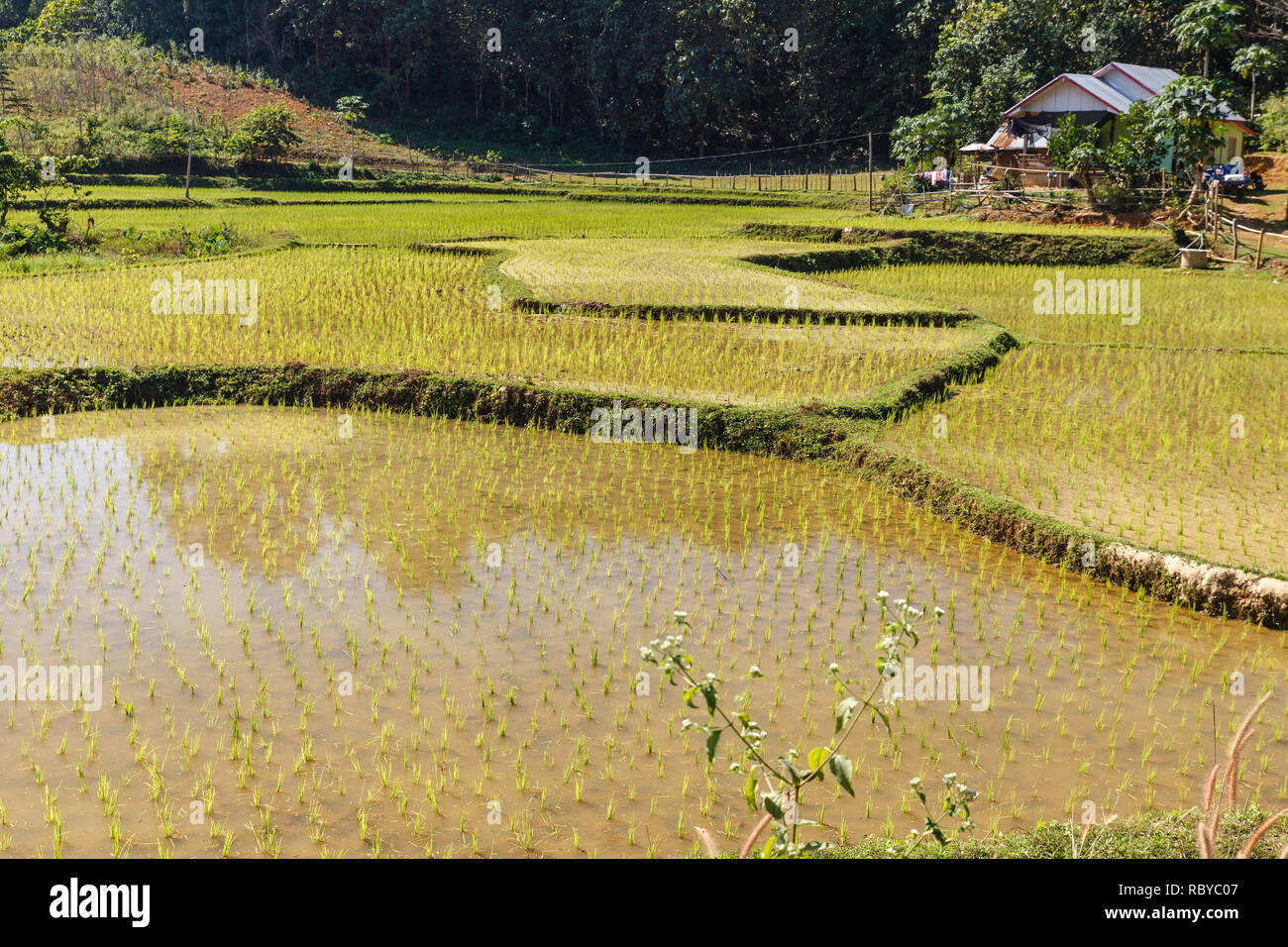 rice fields near the village house, Laos Sainyabuli Province Stock ...