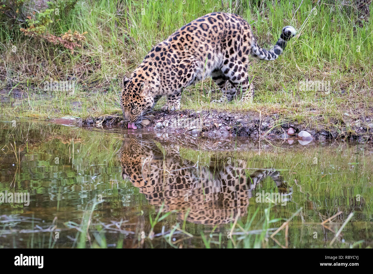 Amur leopard fur hi-res stock photography and images - Alamy