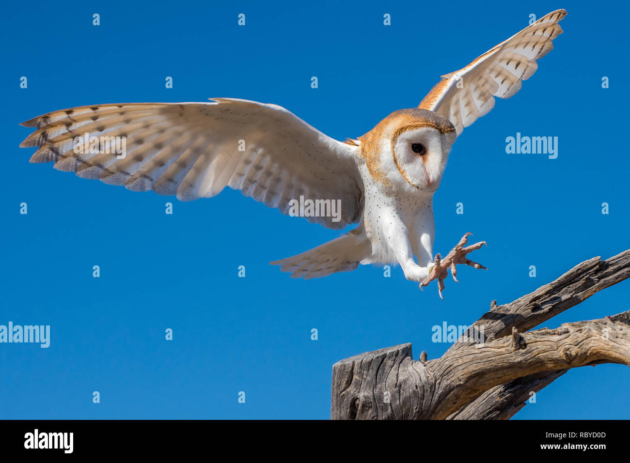 Barn Owl in Flight Preparing for a Landing on Bare Branches Stock Photo ...