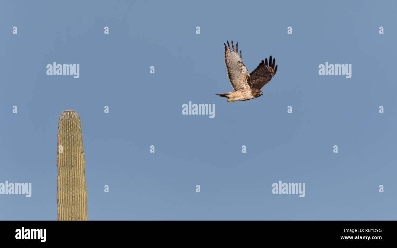 Red tailed hawk art hi-res stock photography and images - Alamy