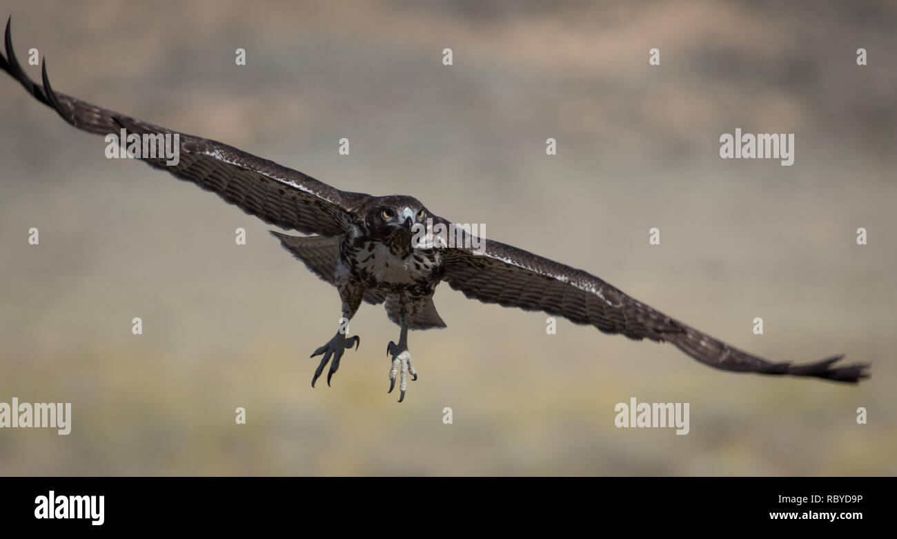 Hawk swooping hi-res stock photography and images - Alamy