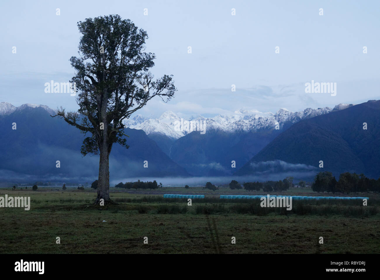 Large single tree hi-res stock photography and images - Alamy