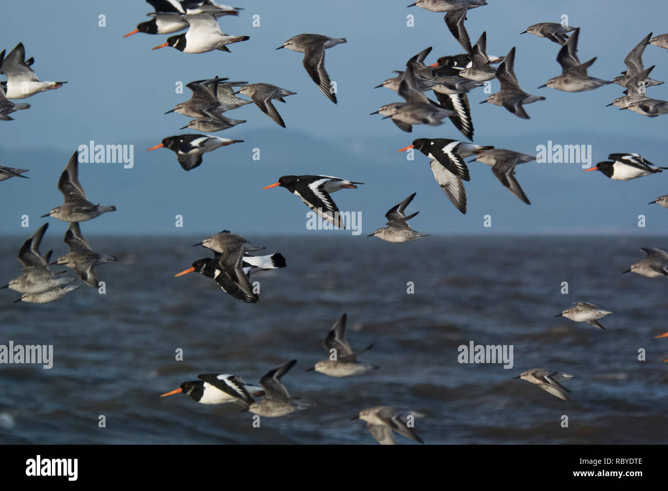 Mixed wader flock, in flight - Oystercatcher (Haematopus ostralegus ...