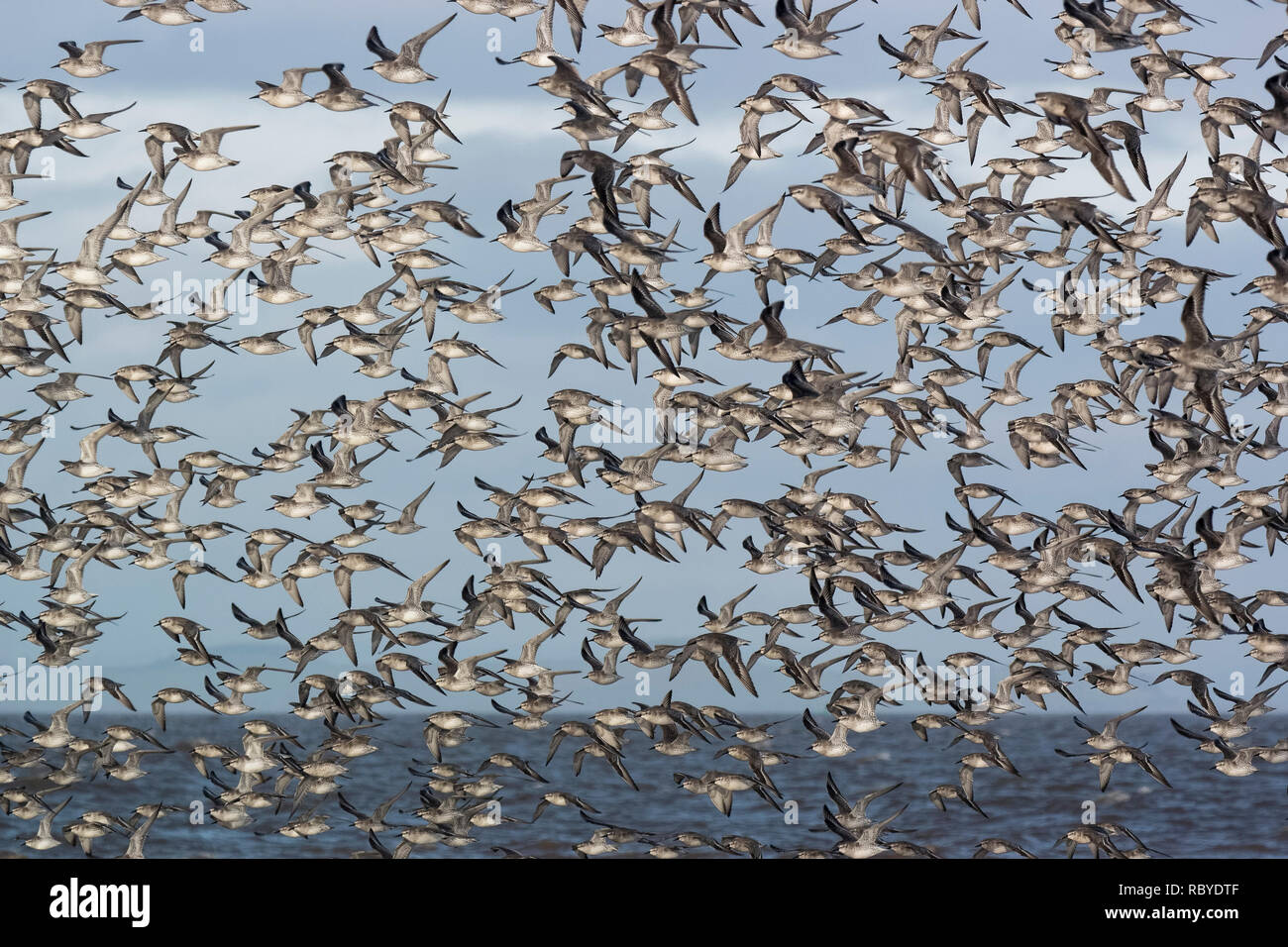 Dense knot hi-res stock photography and images - Alamy
