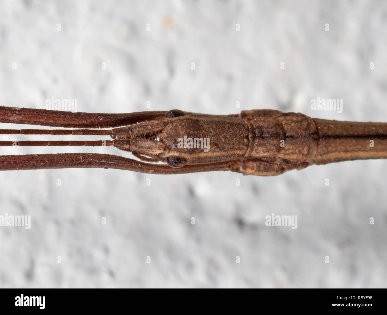 Macro Photography of Head of Stick Insect or Stick Bug on White Wall ...