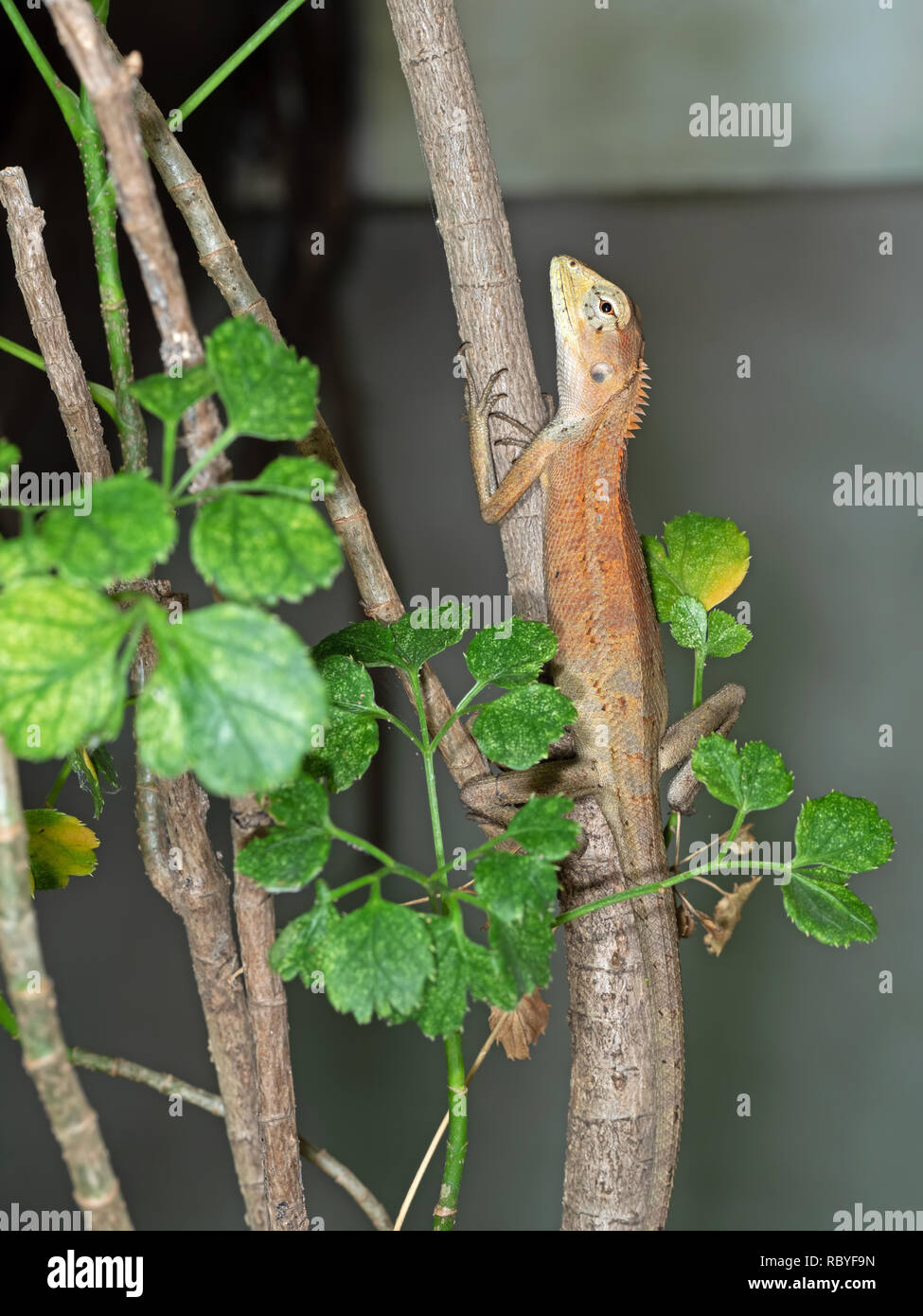 Closeup Brown Lizard on Branch Isolated on Nature Background Stock ...