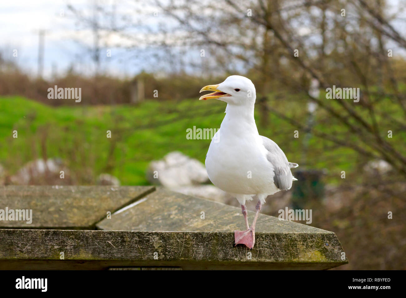 Single gull by harbour hi-res stock photography and images - Alamy
