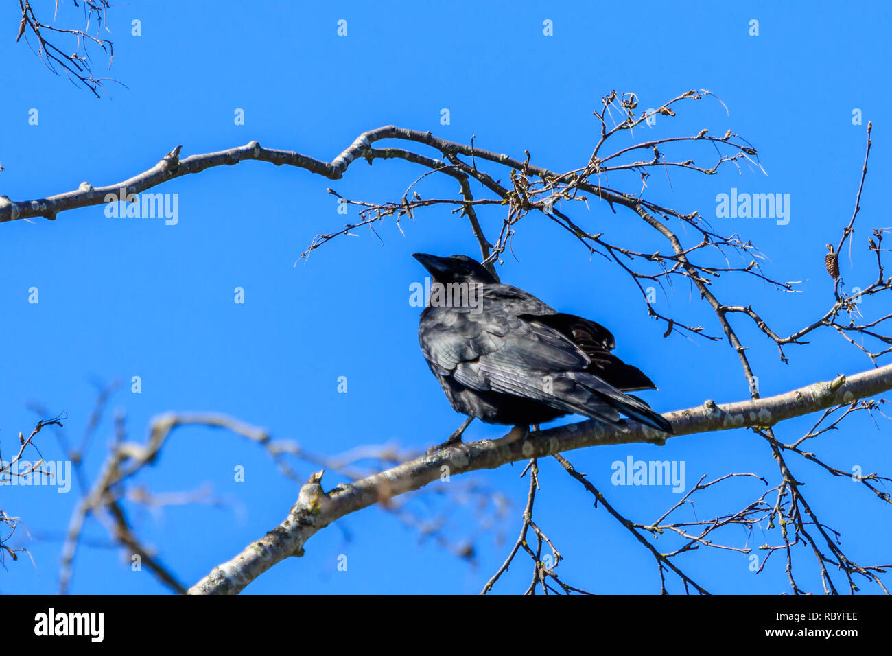 American crow beak hi-res stock photography and images - Alamy