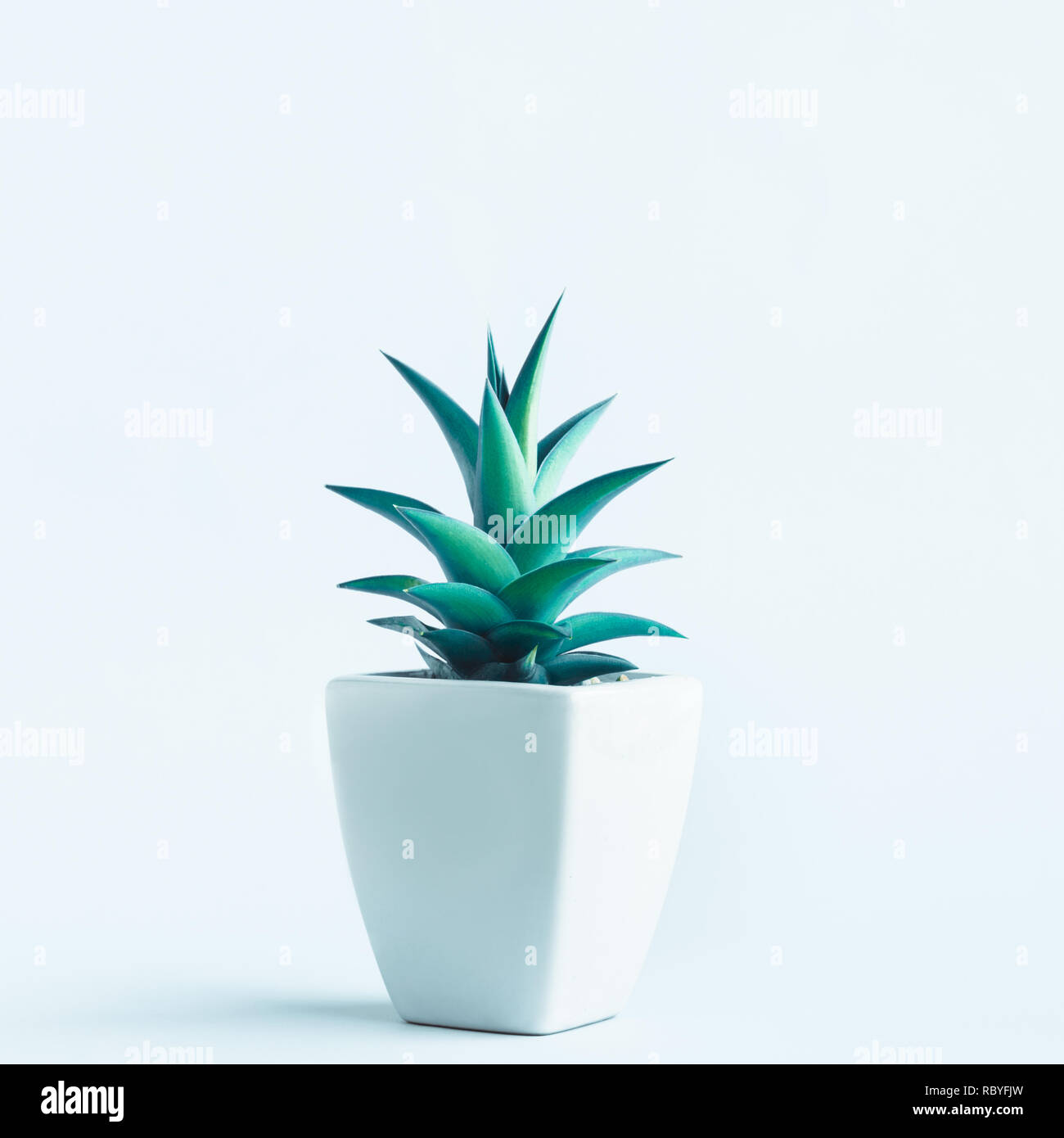 Pot of plant on clean background.Minimal.Abstract minimal design Stock ...