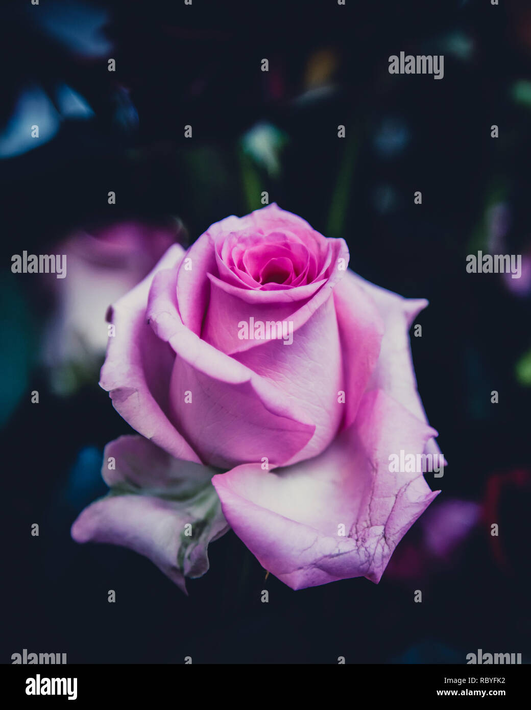 Eighties flowers hi-res stock photography and images - Alamy