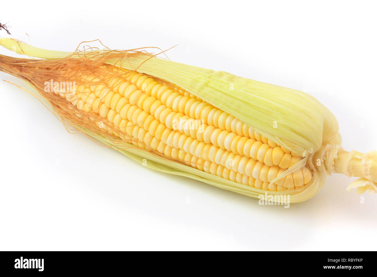 raw and fresh corn on the cob isolated on white background. Copy space ...