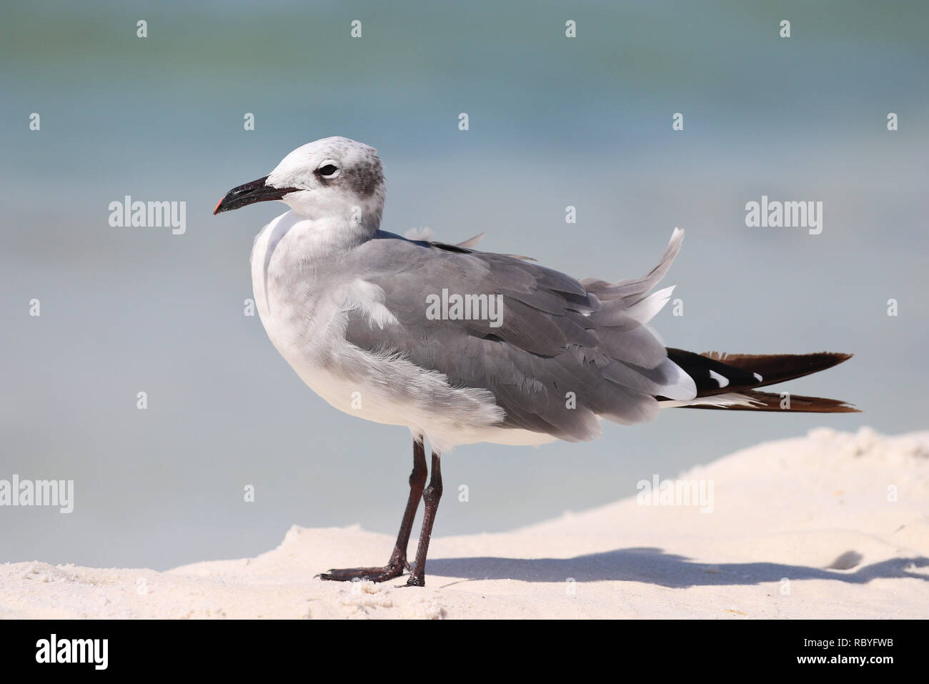 Seagull relaxing of the beach Stock Photo - Alamy
