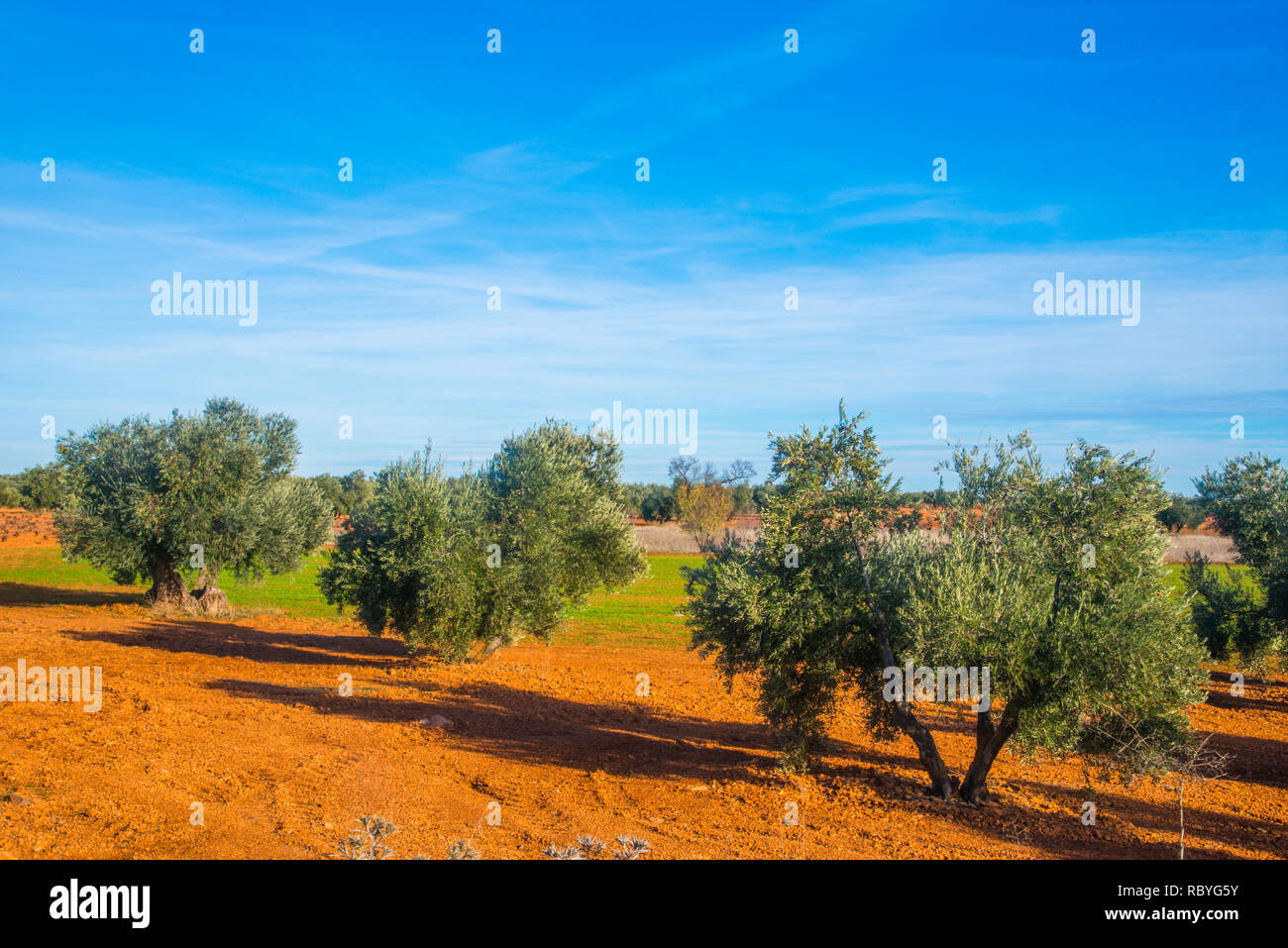 Olive grove. La Mancha, Spain Stock Photo - Alamy
