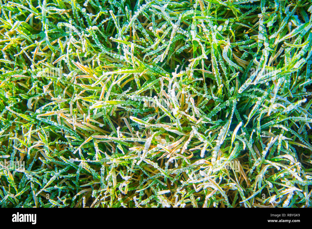Ice grass hi-res stock photography and images - Alamy