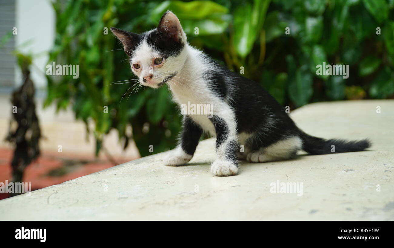 Kitty wake hi-res stock photography and images - Alamy
