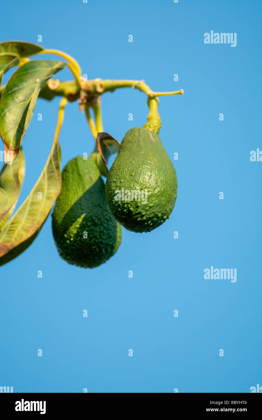 Seasonal harvest of green orgaic avocado, tropical green avocadoes ...