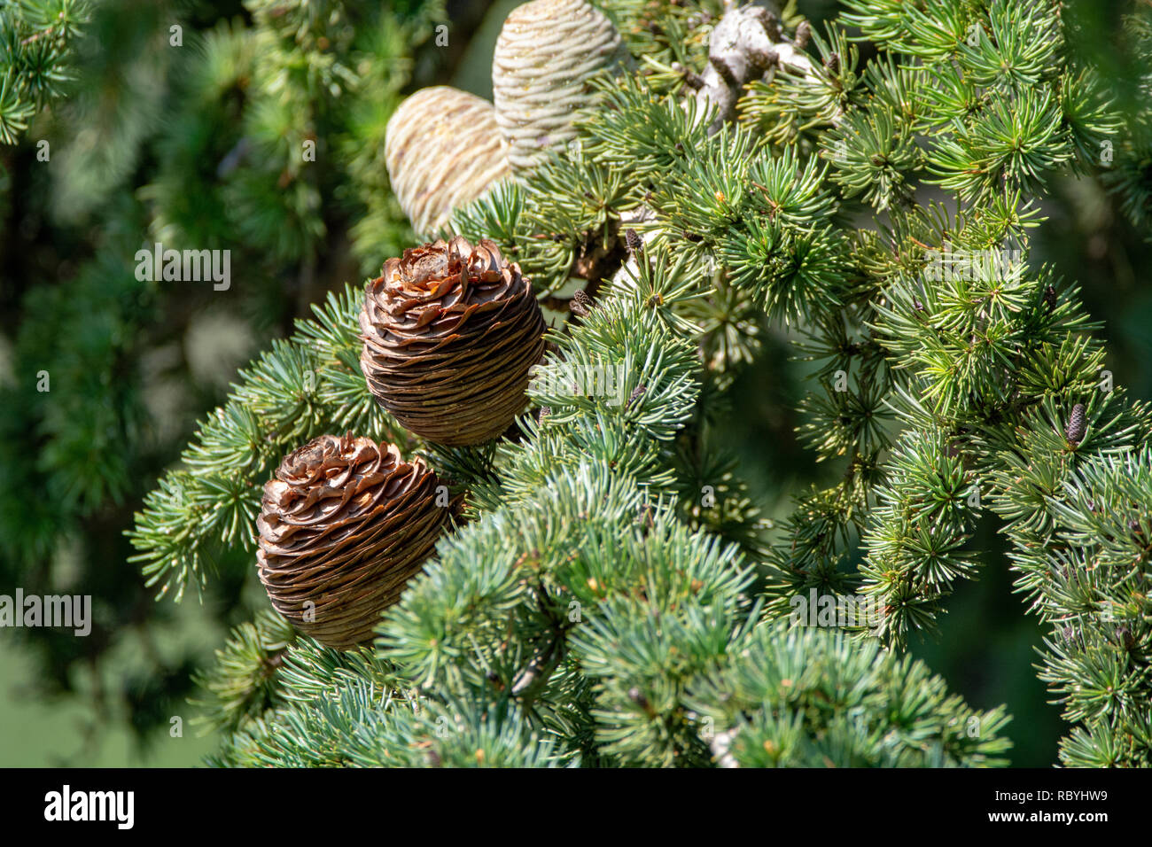Himalayan cedar or deodar cedar tree with female and male cones ...
