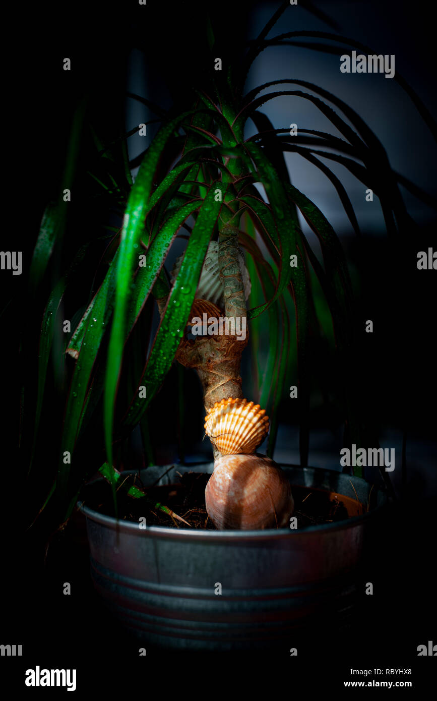 Shells invading a plant for a new place to live in Stock Photo - Alamy