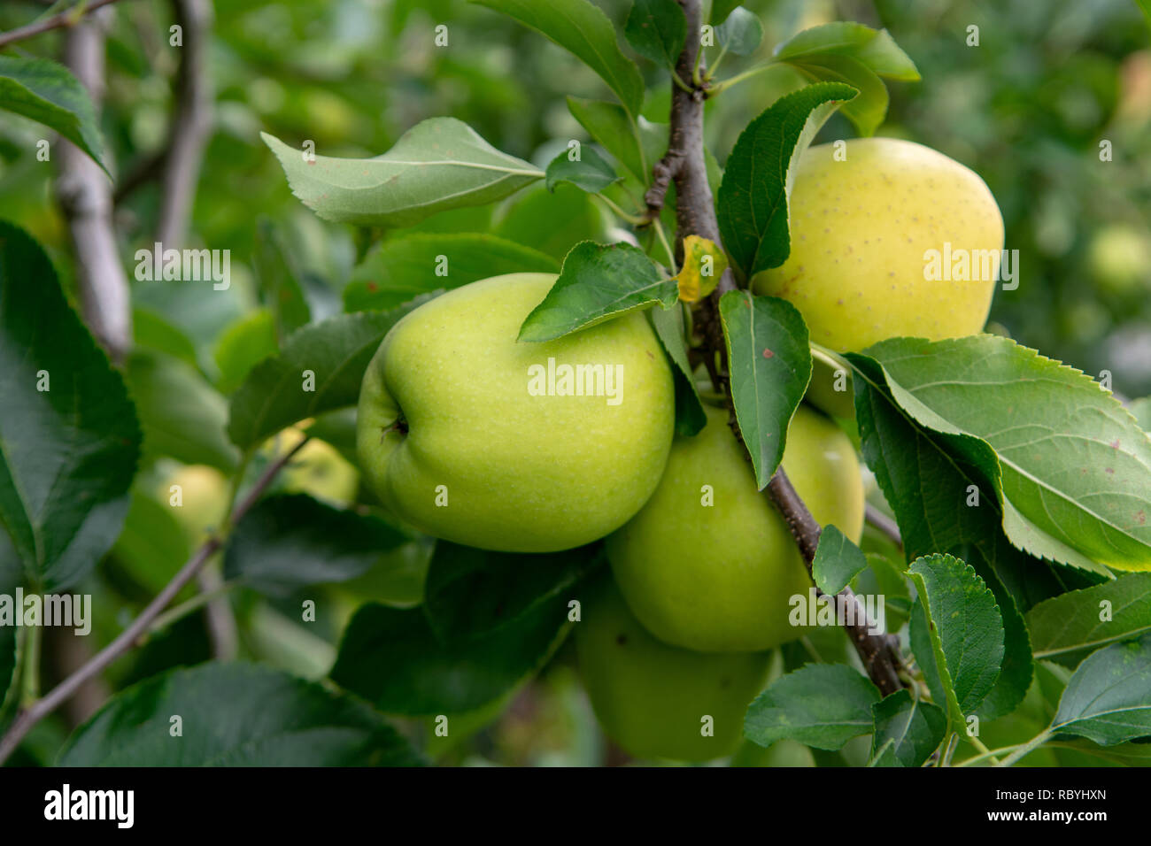New harvest of healthy fruits, ripe sweet green apples growing on apple ...
