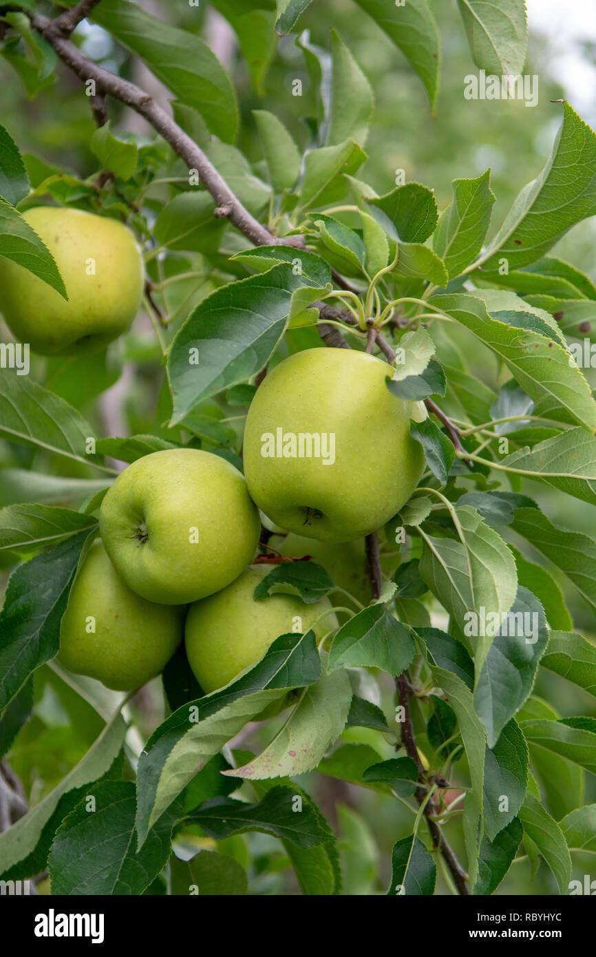 New harvest of healthy fruits, ripe sweet green apples growing on apple ...