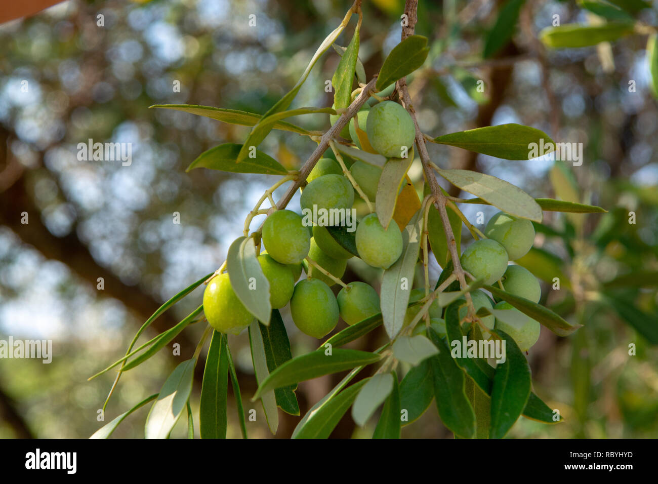 Olives growing on plant in olive grove hi-res stock photography and ...