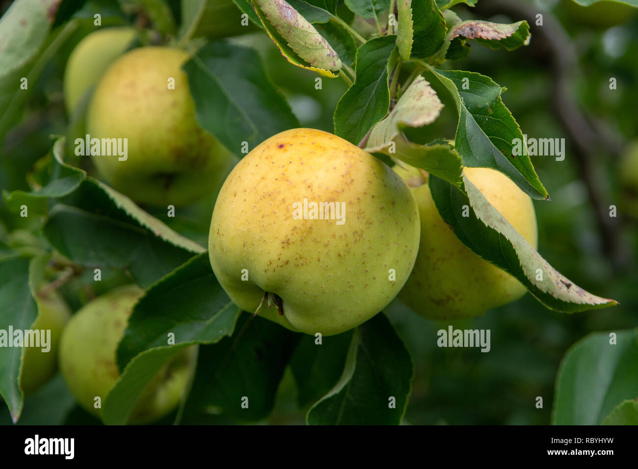 New harvest of healthy fruits, ripe sweet green apples growing on apple ...
