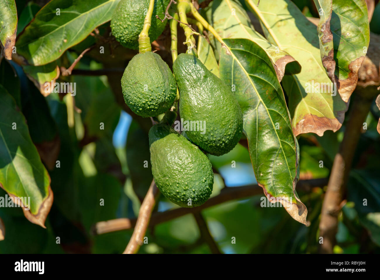 Seasonal harvest of green orgaic avocado, tropical green avocadoes ...