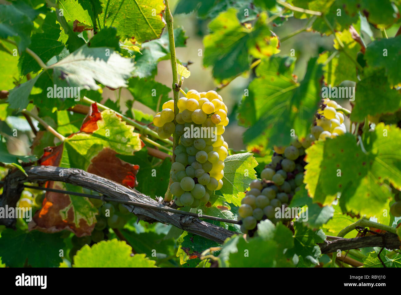 Golden muscat grape hi-res stock photography and images - Alamy