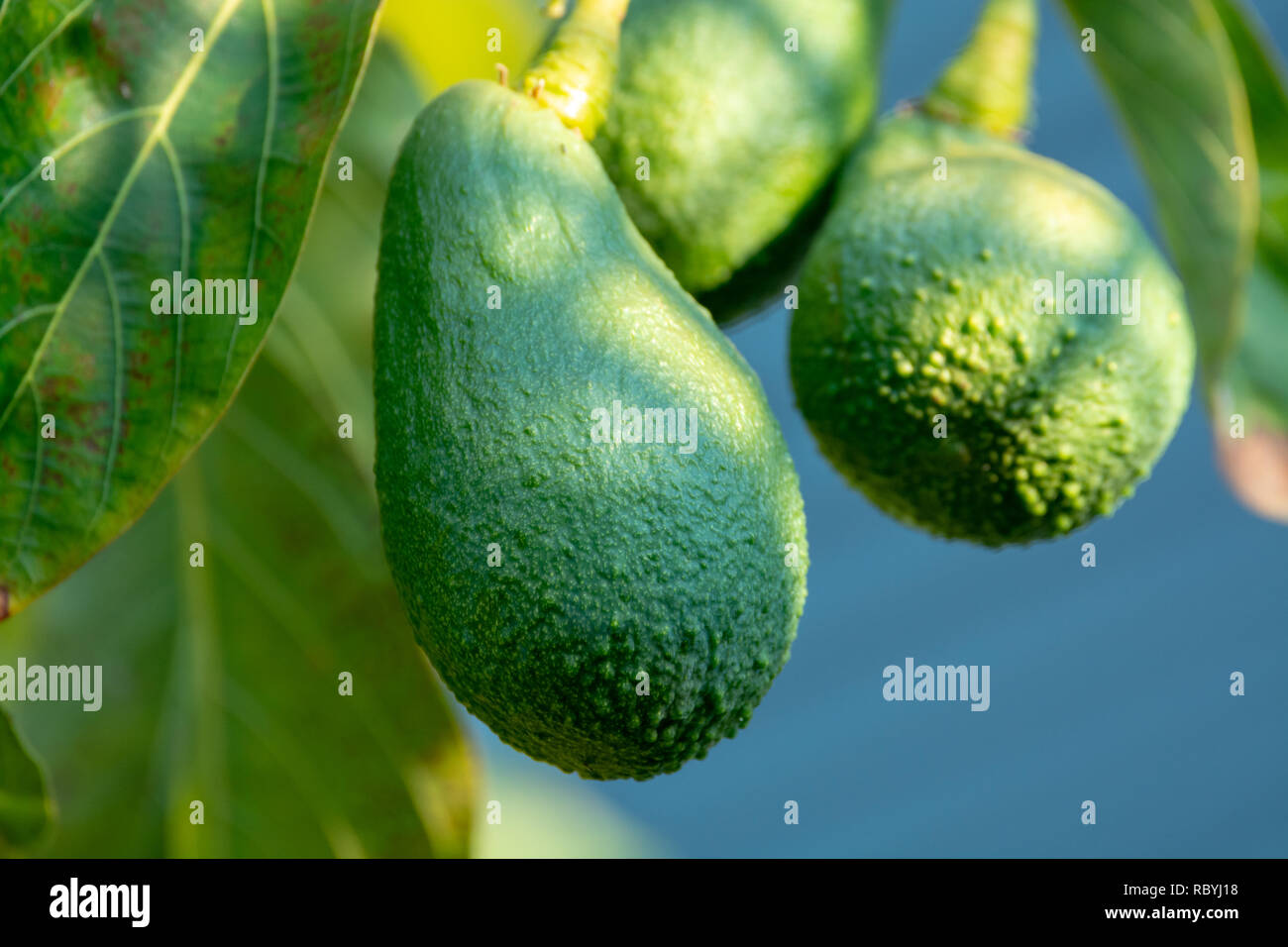 Seasonal harvest of green orgaic avocado, tropical green avocadoes ...