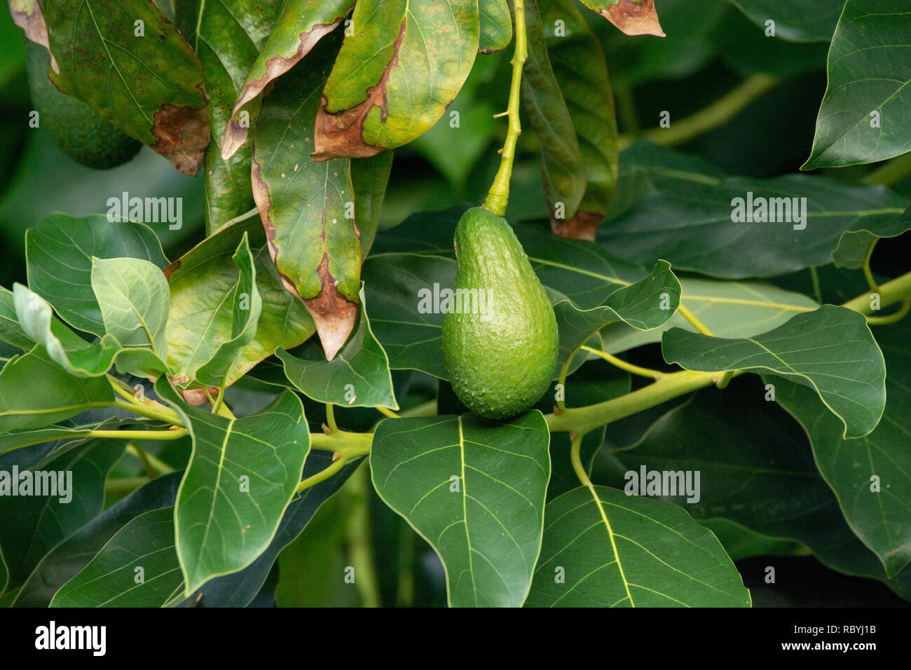 Seasonal harvest of green orgaic avocado, tropical green avocadoes ...