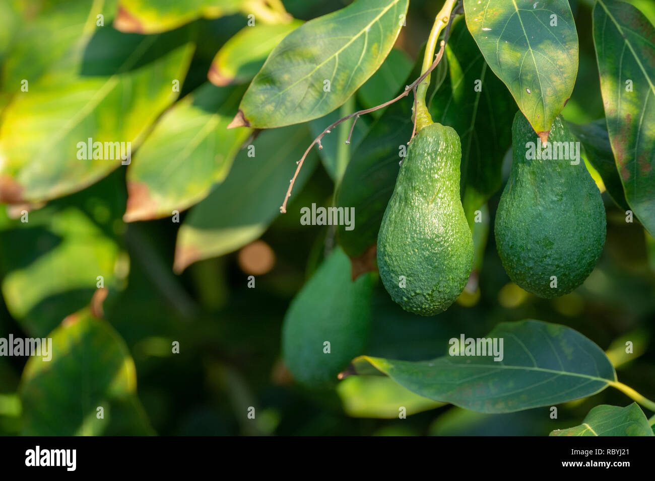 Seasonal harvest of green orgaic avocado, tropical green avocadoes ...
