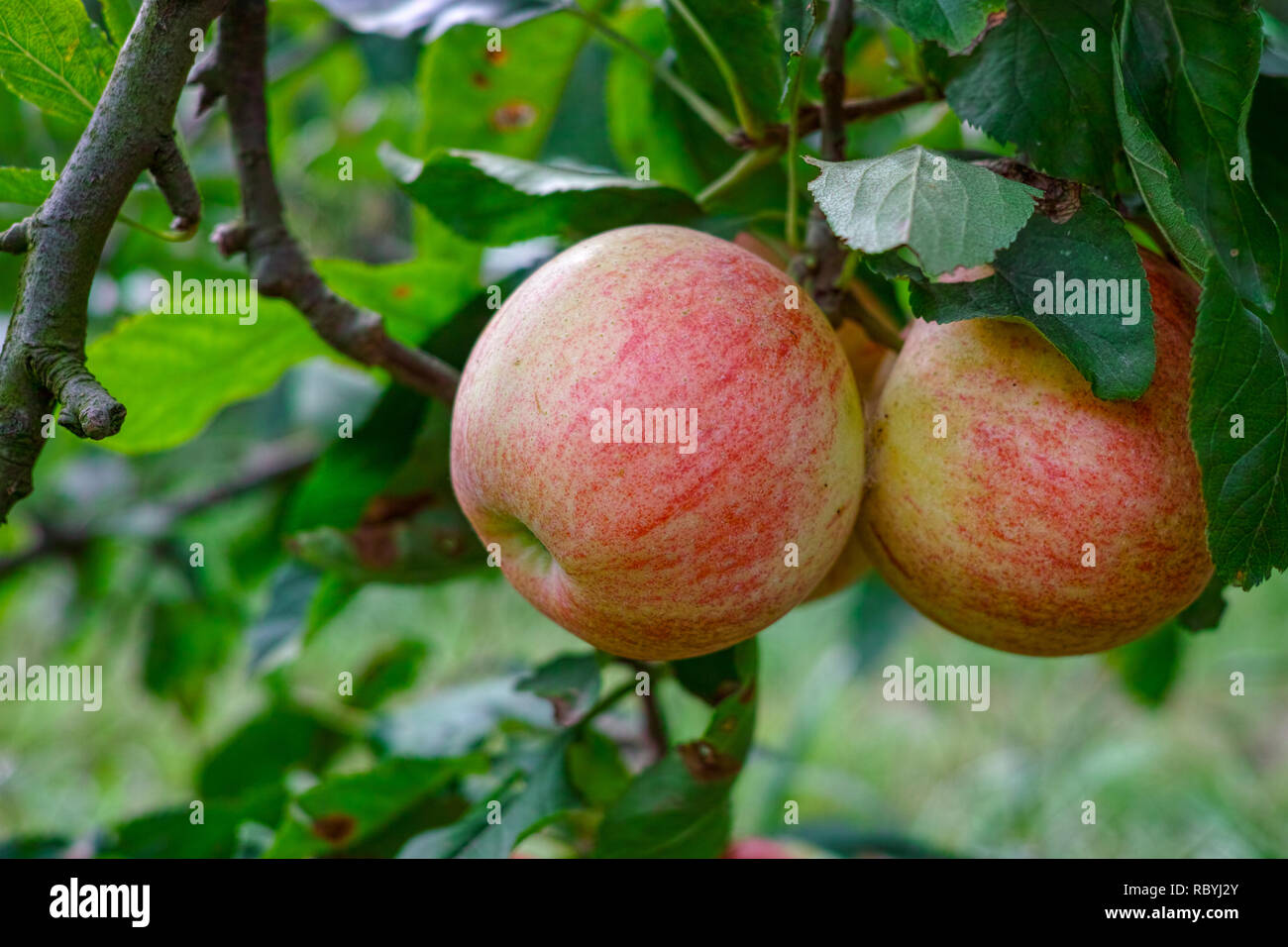 New harvest of healthy fruits, ripe sweet red apples growing on apple ...