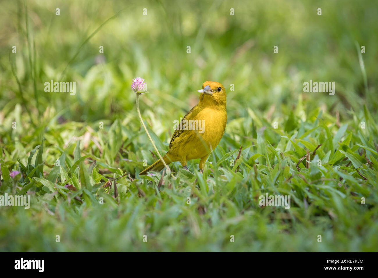 Saffron finch hi-res stock photography and images - Alamy