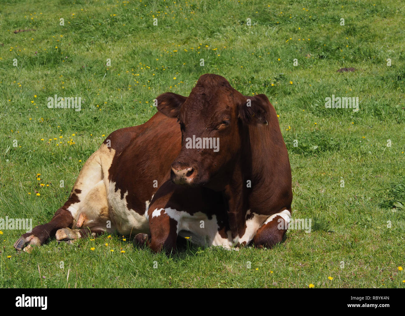 Common pasture land hi-res stock photography and images - Alamy