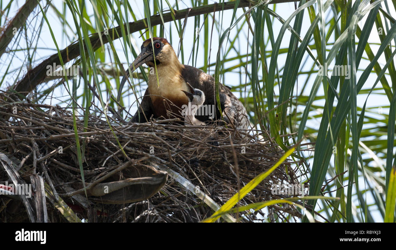 Ibis verde verde ibis hi-res stock photography and images - Alamy