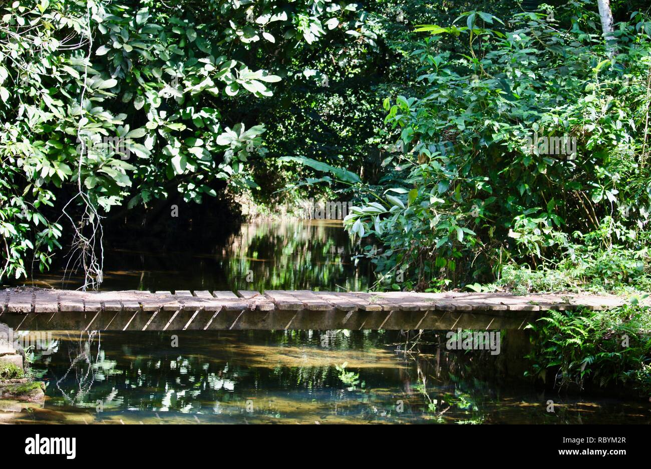A narrow wooden plank crossing over a fresh water jungle stream Stock ...
