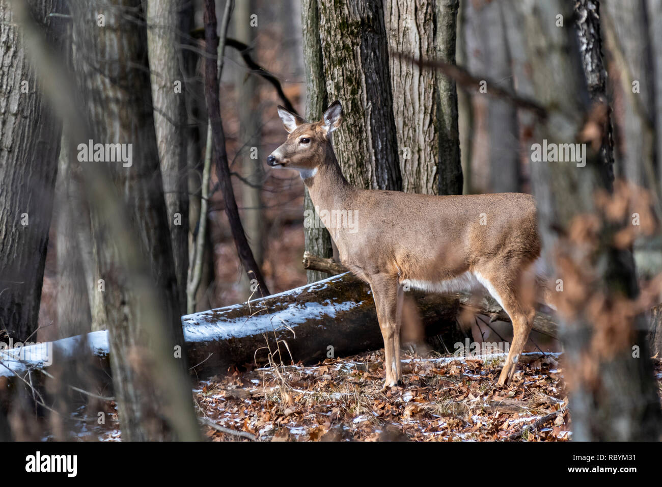Odocoileus virginianus borealis hi-res stock photography and images - Alamy