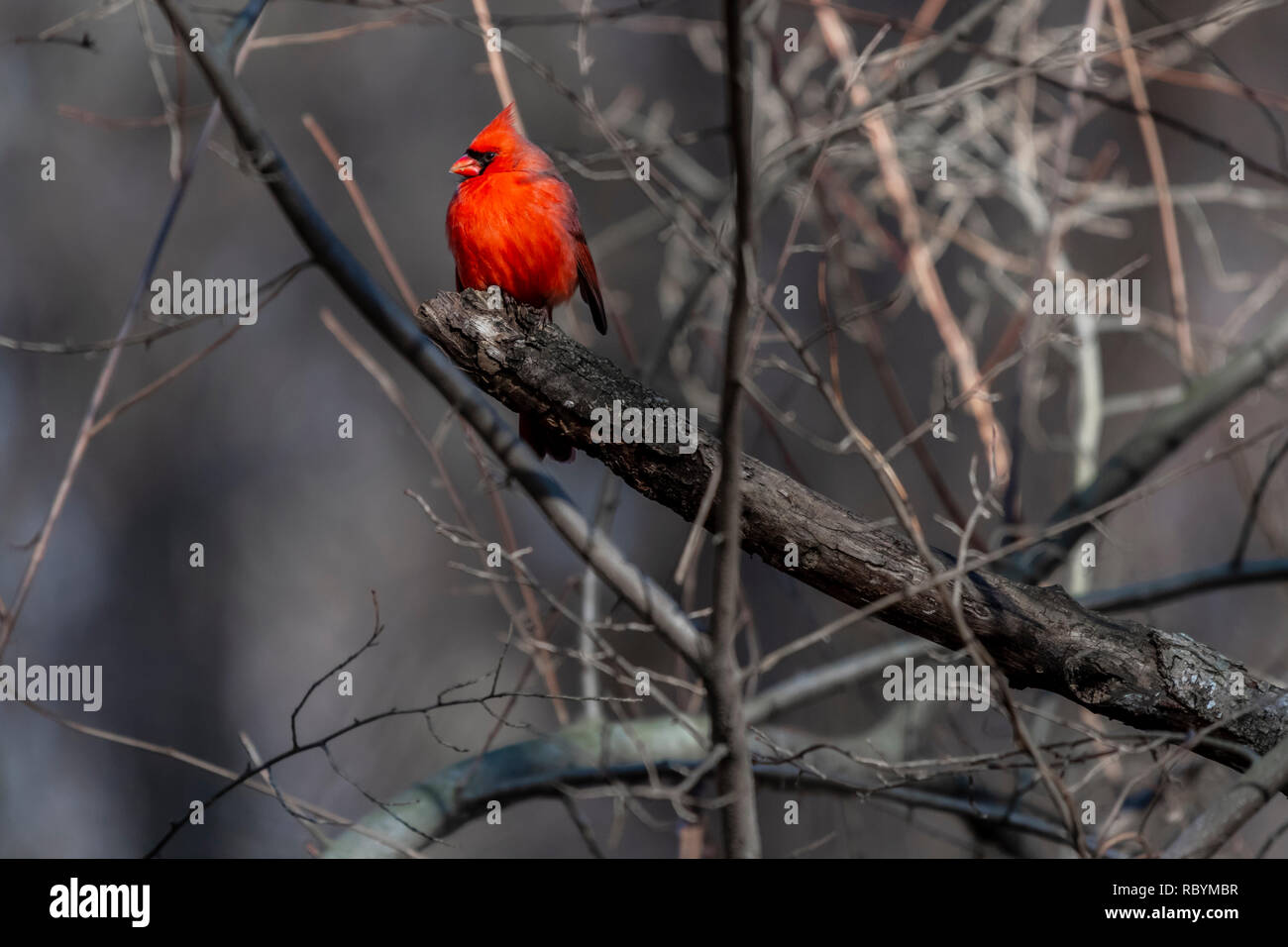 North carolina state bird ohio state bird hi-res stock photography and ...