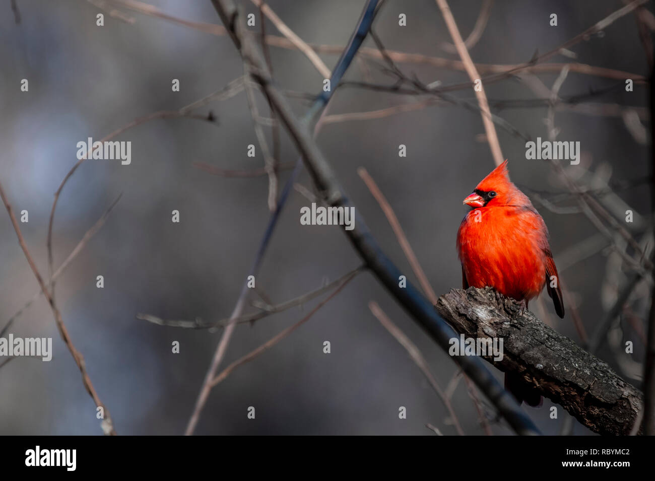 Male cardinal hi-res stock photography and images - Alamy