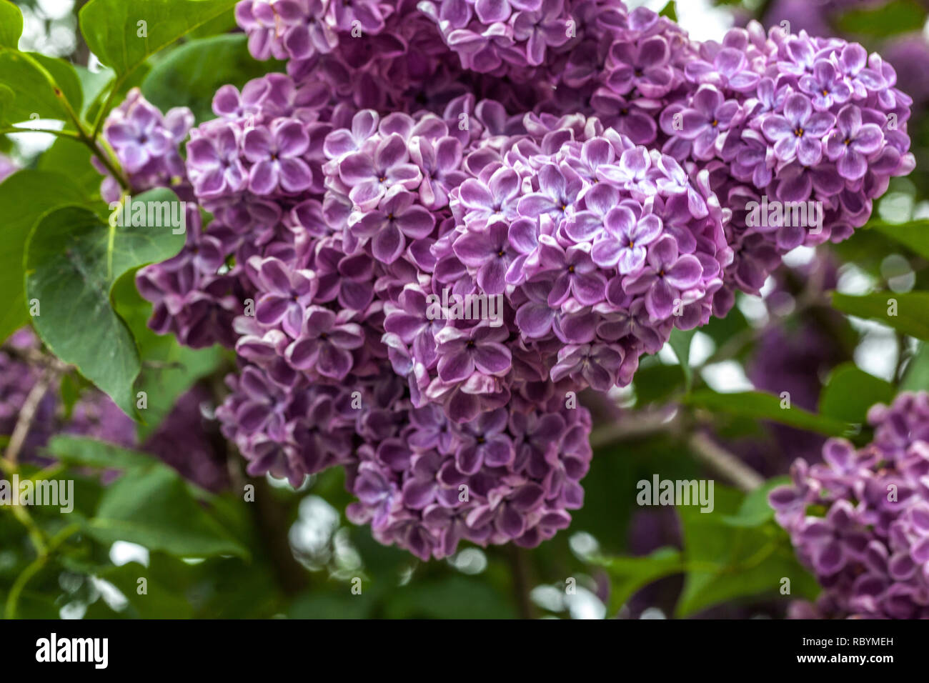 Purple Lilac Syringa vulgaris, richness of flowers Stock Photo - Alamy