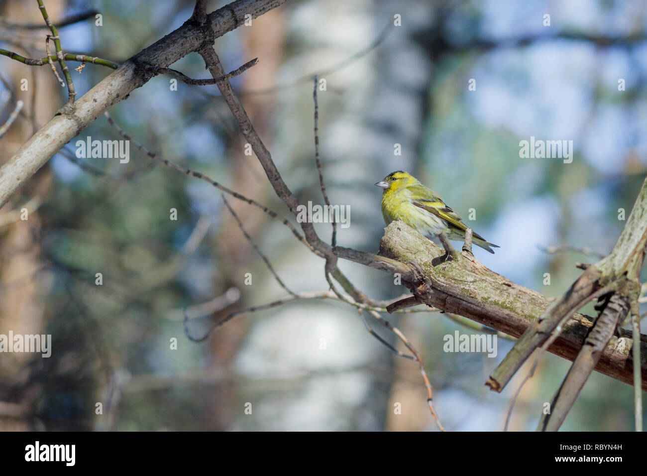 hungry wild bird siskin on a tree in spring forest Stock Photo - Alamy