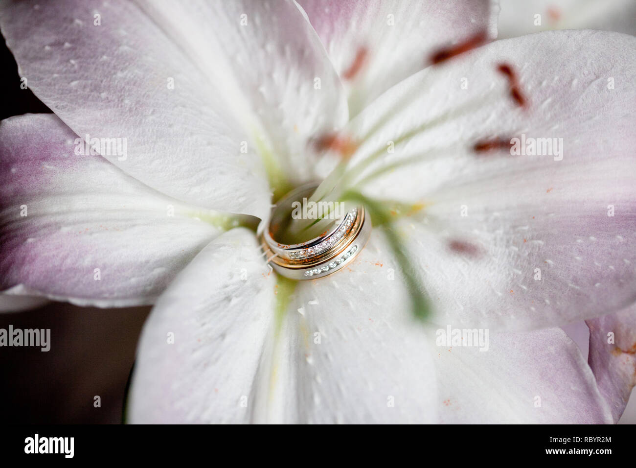Close-up of a pair of gold wedding rings in a lily bud Stock Photo - Alamy