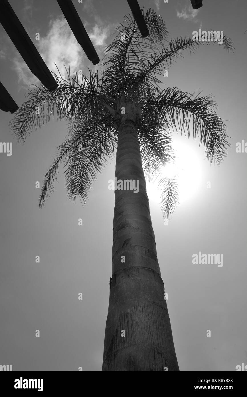 A low view point looking up the trunk of a long palm tree to the palm ...
