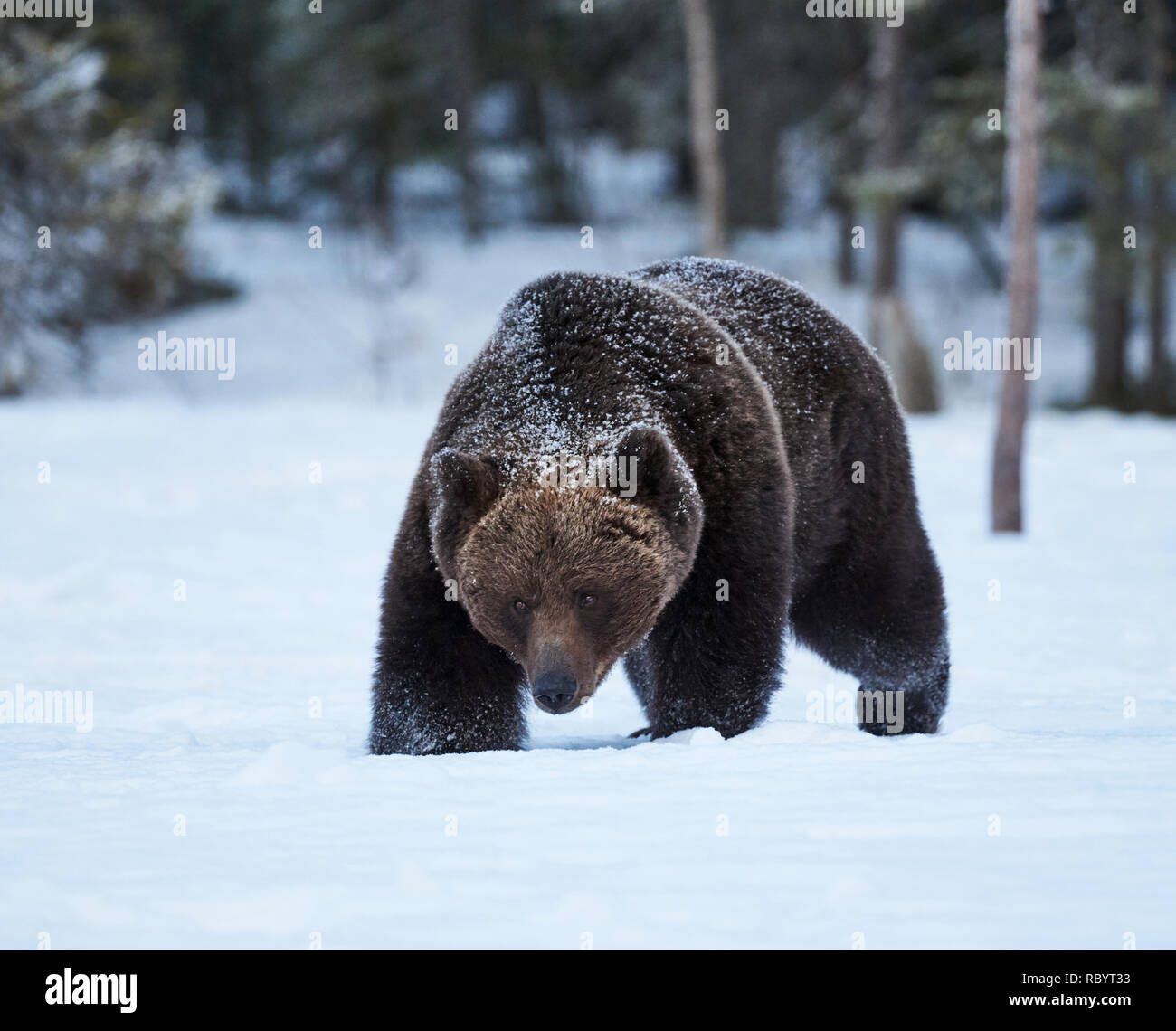 Brown Bear standing in the snow in spring awakening Stock Photo - Alamy