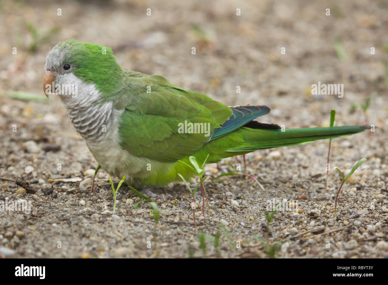 Monk parakeet (Myiopsitta monachus), also known as the quaker parrot ...