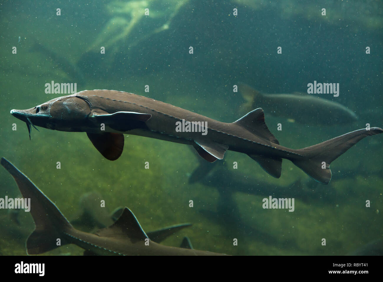 Siberian sturgeon (Acipenser baerii). Freshwater fish Stock Photo - Alamy