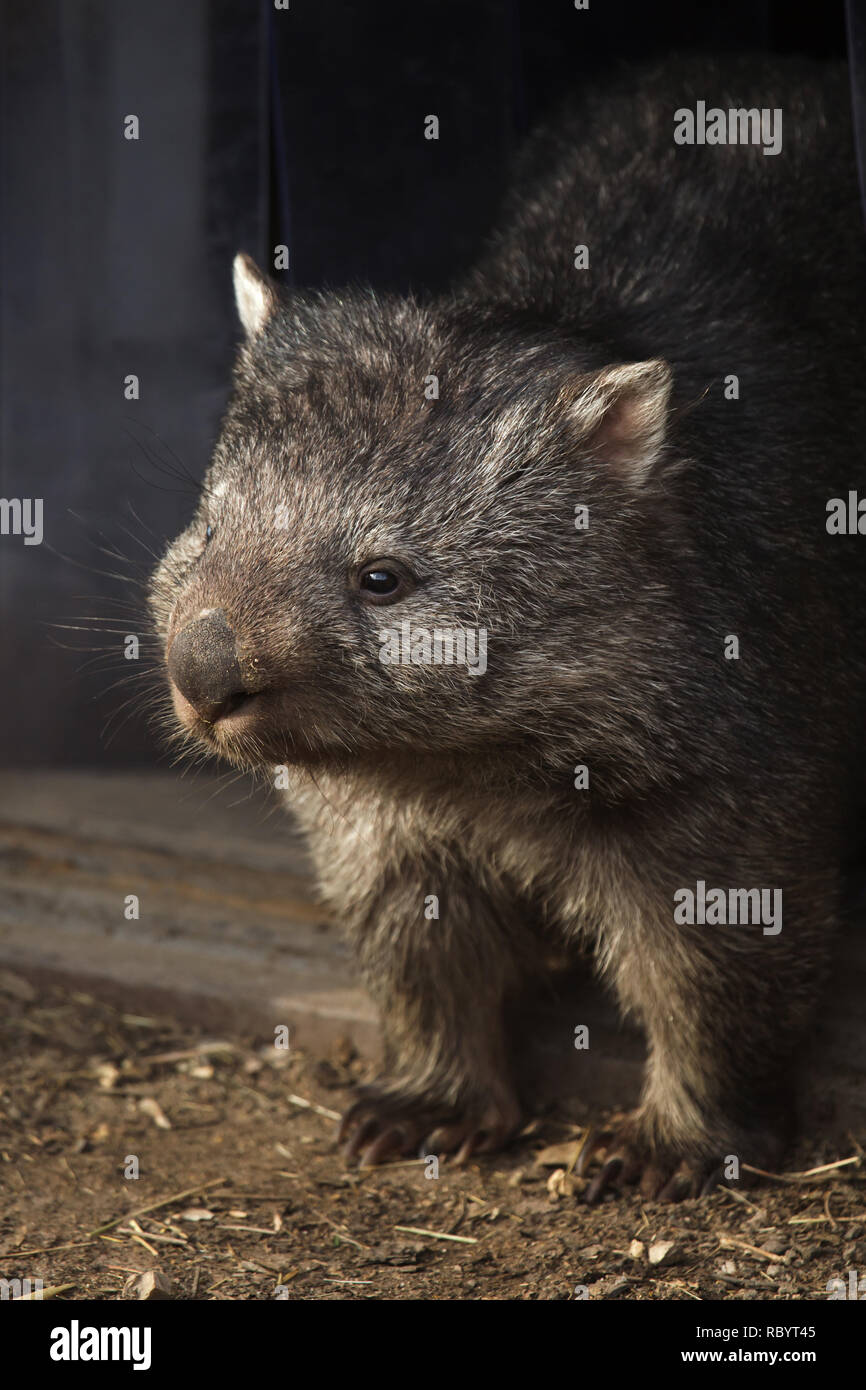 Common wombat (Vombatus ursinus). Wild life animal Stock Photo - Alamy