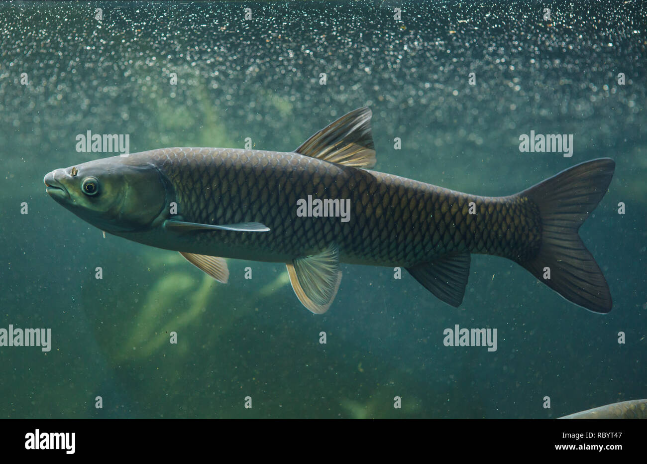Grass carp (Ctenopharyngodon idella). Freshwater fish Stock Photo - Alamy