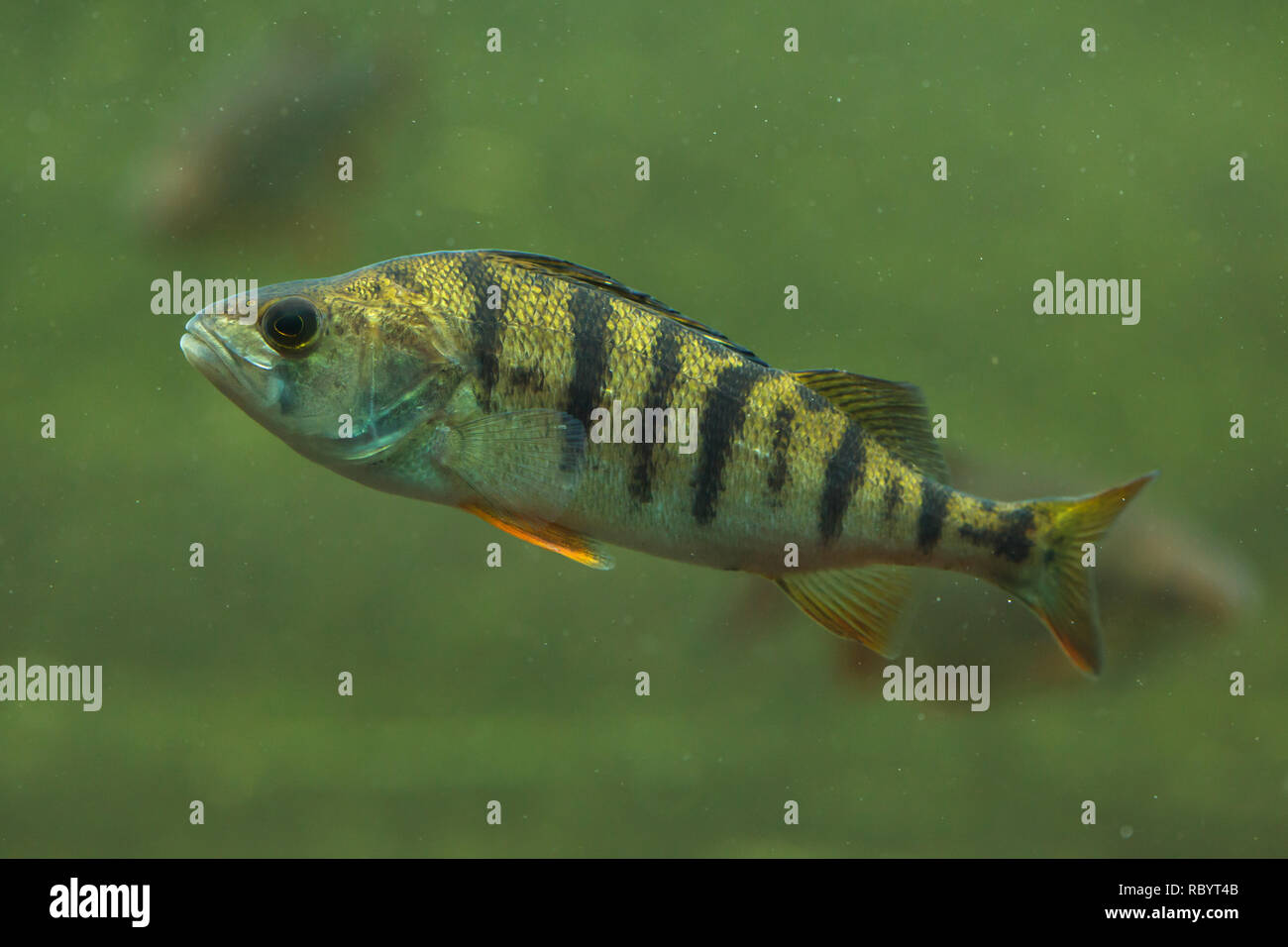 European perch (Perca fluviatilis). Freshwater fish Stock Photo - Alamy